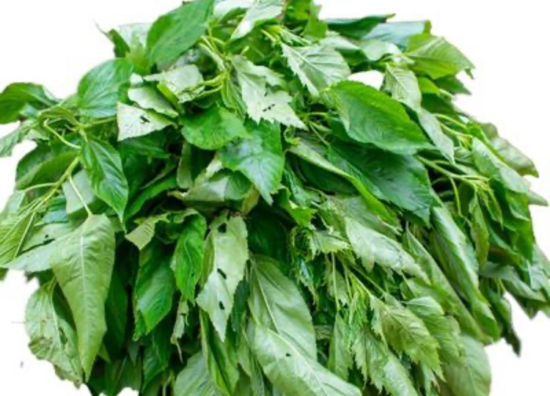 Fresh Ewedu – Doja Foods LTD